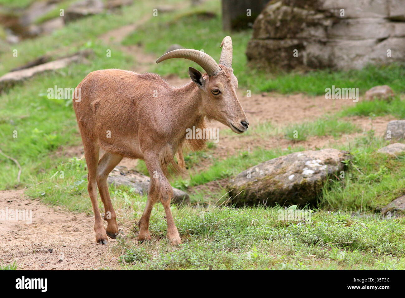 Female barbary sheep ammotragus lervia hi-res stock photography and ...