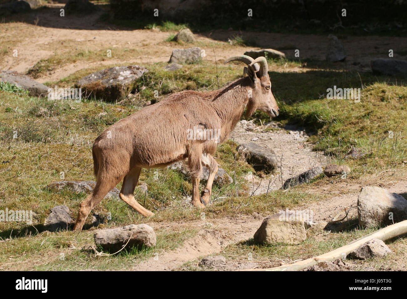 Female North African Barbary sheep (Ammotragus Lervia Stock Photo - Alamy