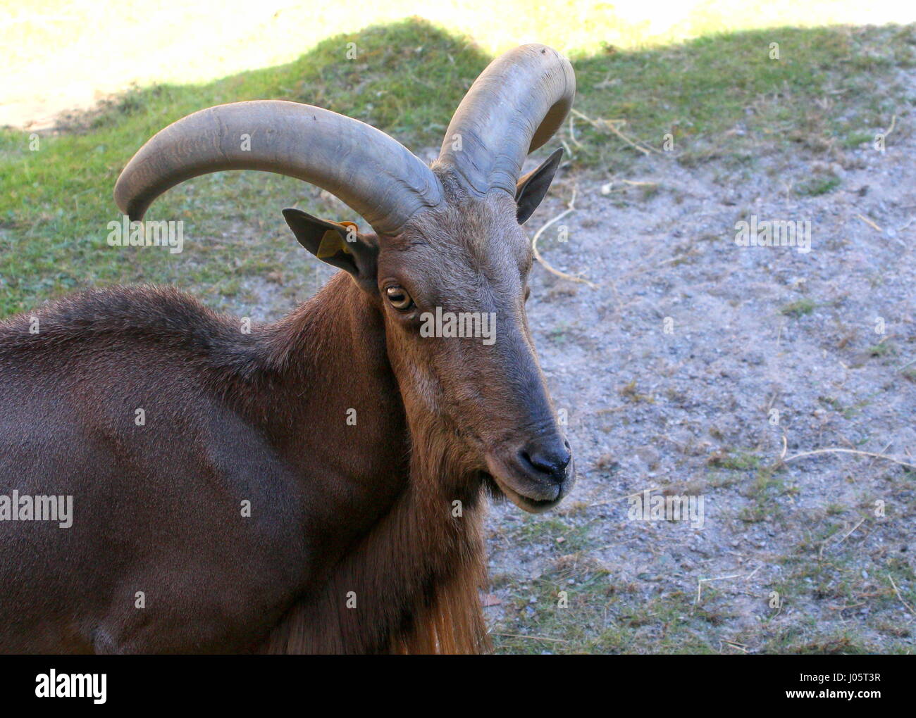 Male North African Barbary sheep (Ammotragus Lervia Stock Photo - Alamy