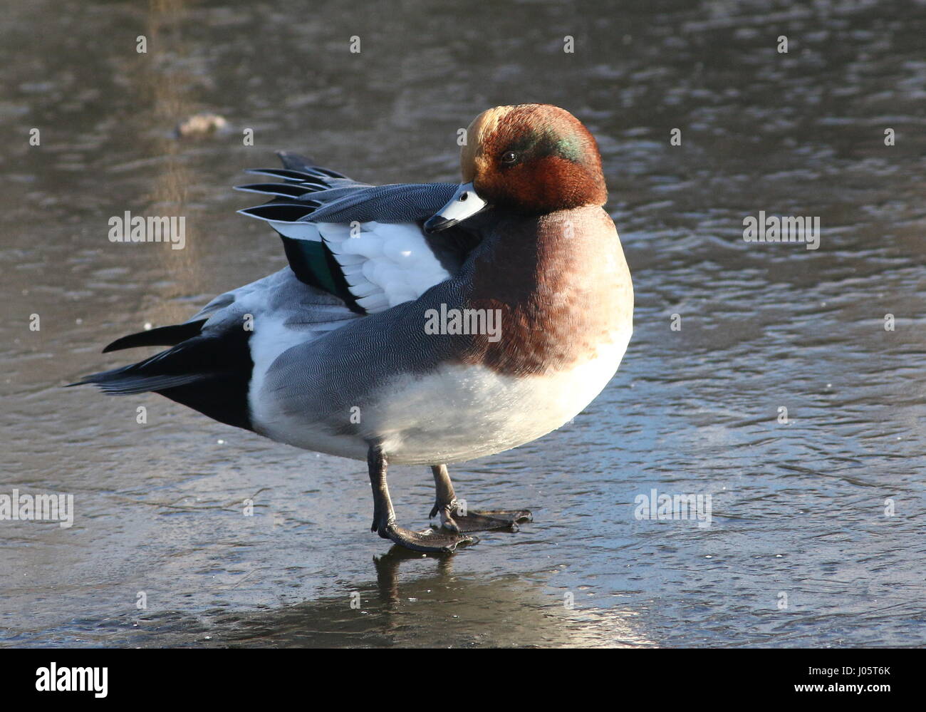 Plump fat duck hi-res stock photography and images - Alamy