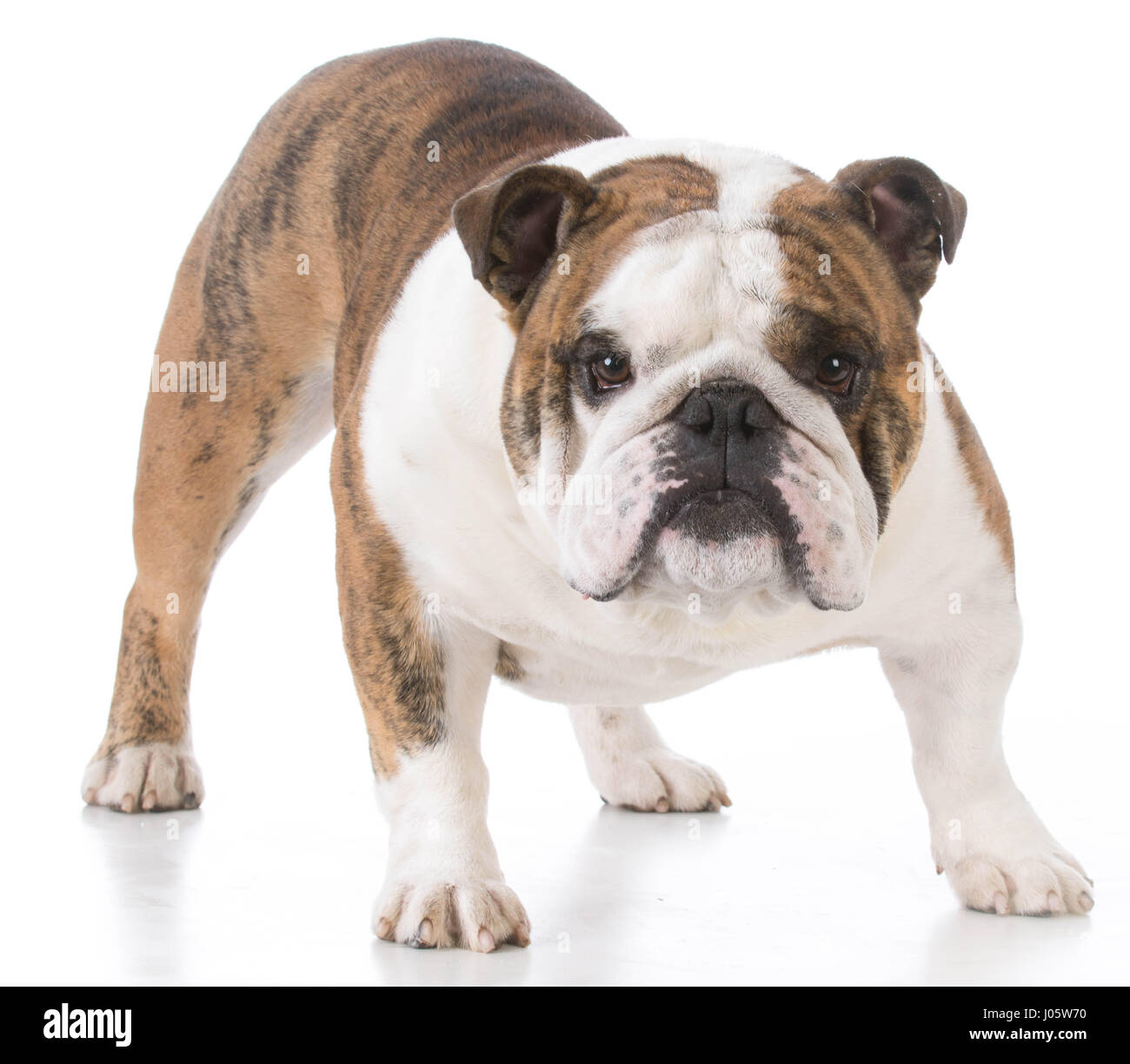 male english bulldog standing on white background Stock Photo - Alamy