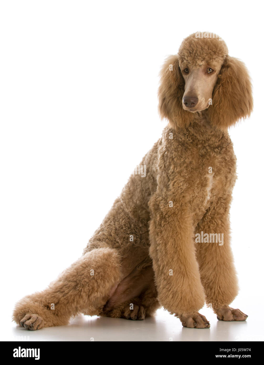 apricot standard poodle portrait on white background Stock Photo - Alamy