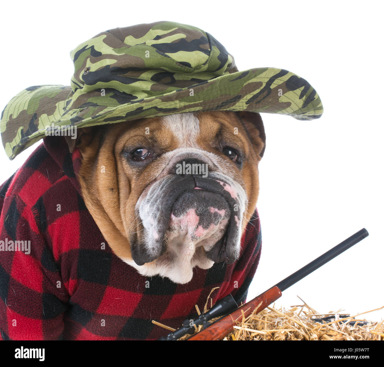 dog dressed like a hunting dog on white background Stock Photo - Alamy