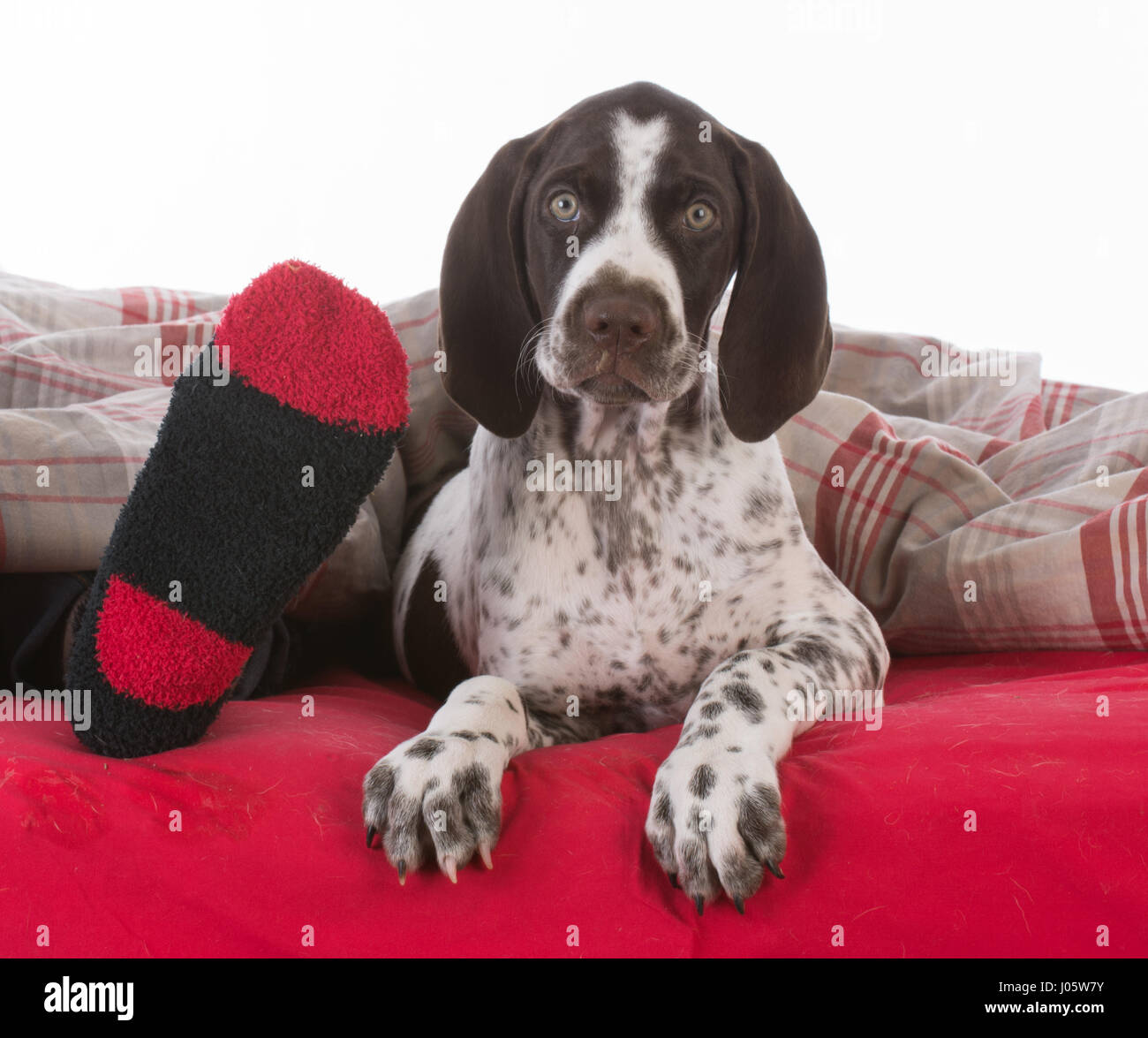 dog sleeping in bed with owner Stock Photo - Alamy