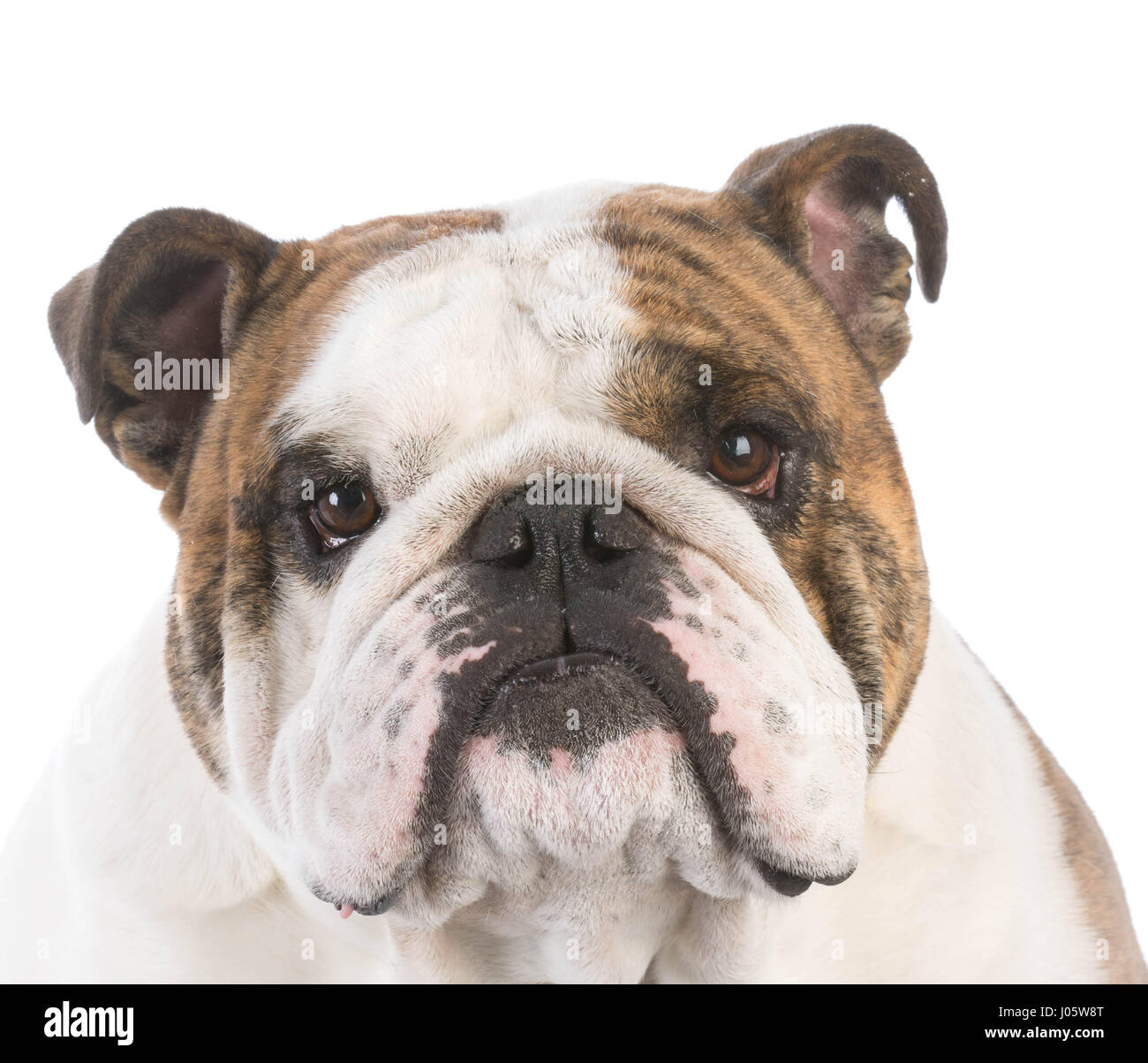 male english bulldog portrait Stock Photo - Alamy