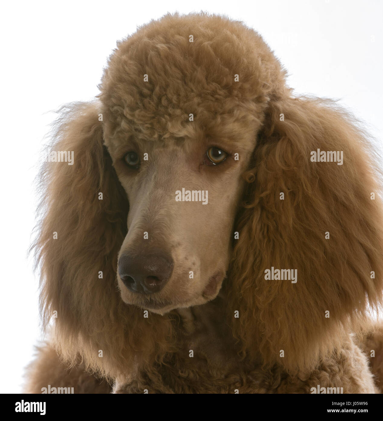 apricot standard poodle portrait on white background Stock Photo - Alamy