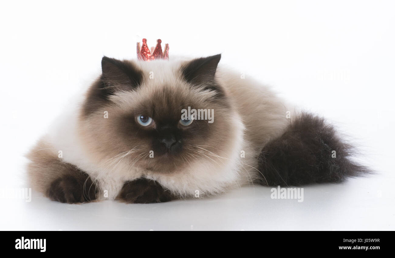 cat wearing tiara on white background Stock Photo - Alamy