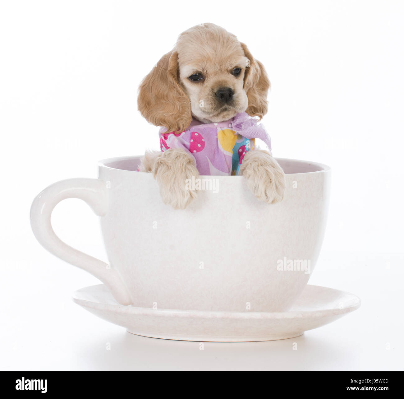 female cocker spaniel puppy inside a tea cup on white background Stock ...