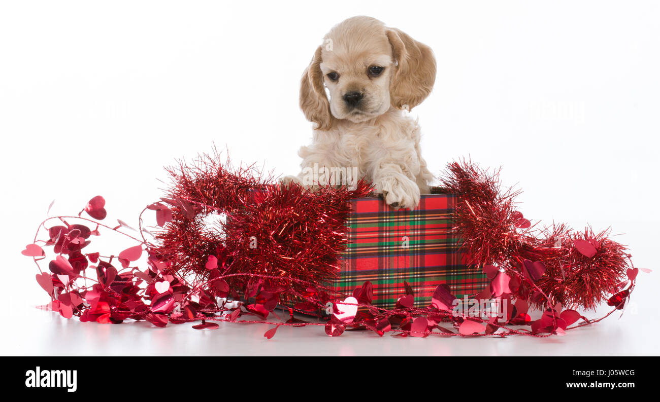 cocker spaniel puppy inside a christmas gift with red garland Stock ...