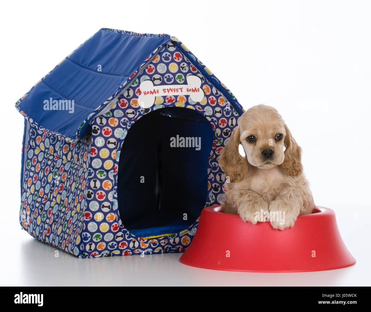 cocker spaniel puppy with a dog house and dish Stock Photo - Alamy