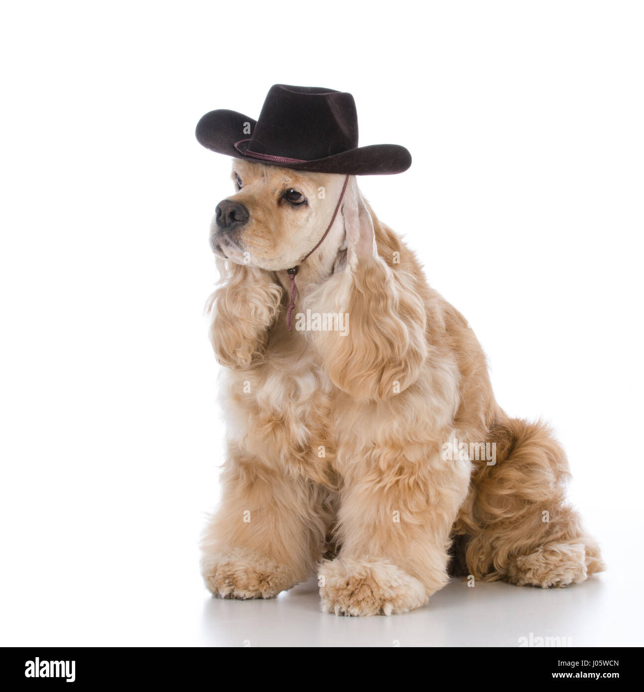 cocker spanile wearing western hat on white background Stock Photo - Alamy