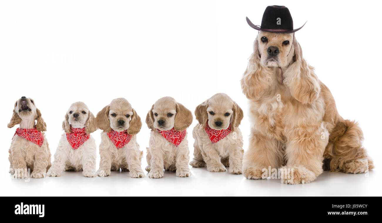 american cocker spaniel mother with her litter of puppies on white ...