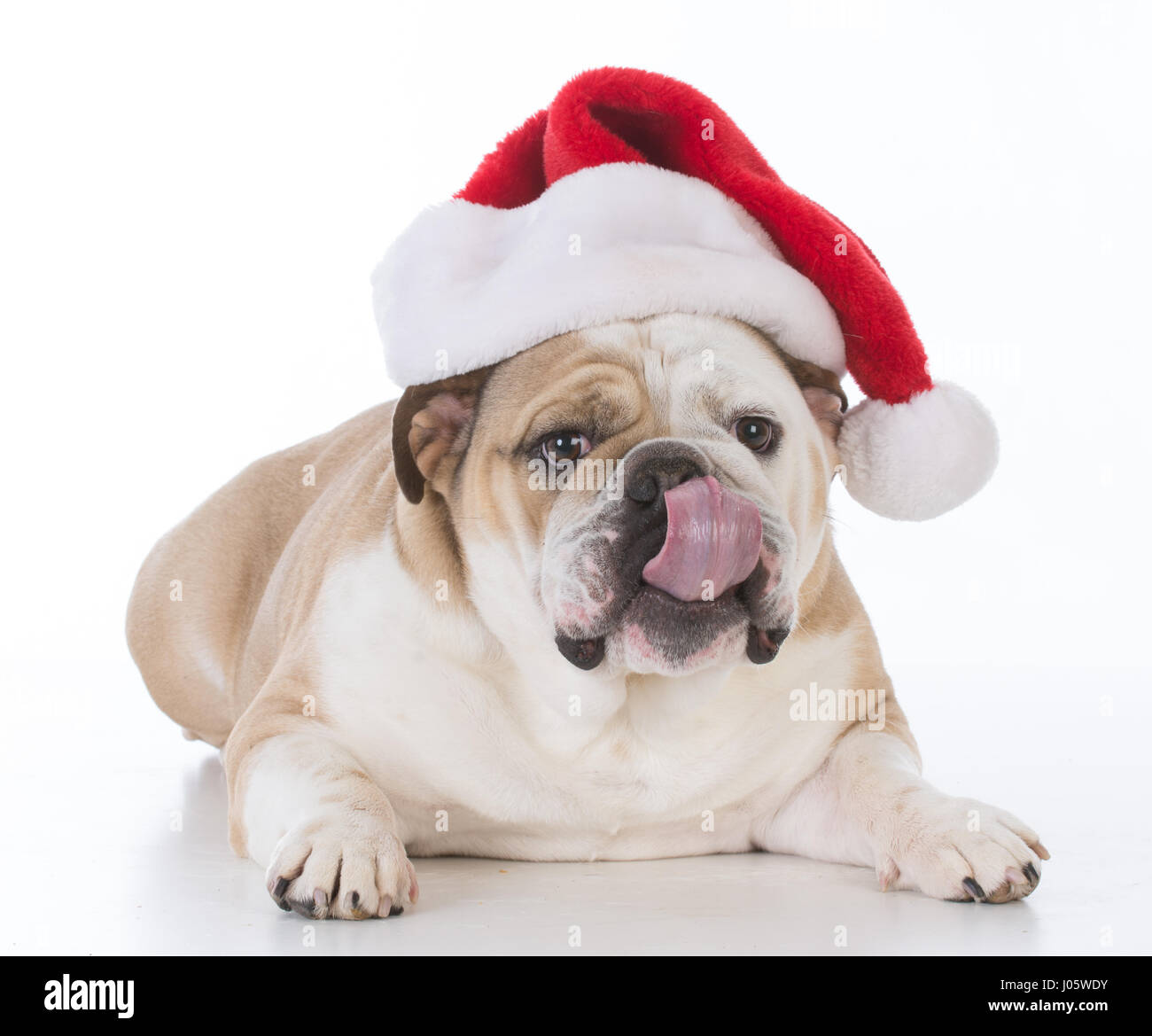 bulldog wearing santa hat with sweet expression on white background ...