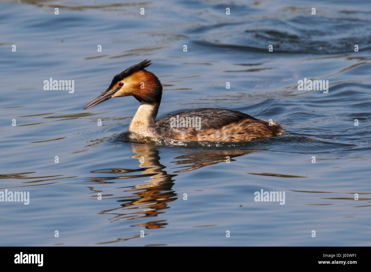 Great Crested Grebe (Podiceps cristatus Stock Photo - Alamy