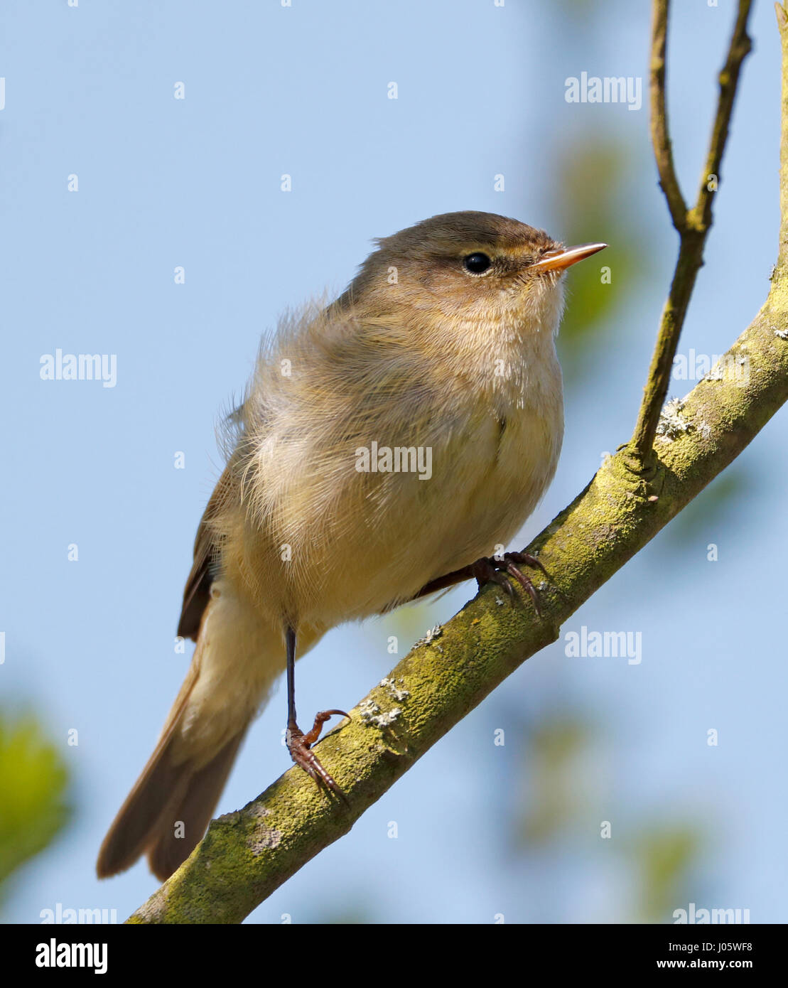 Chiffchaff nest hi-res stock photography and images - Alamy
