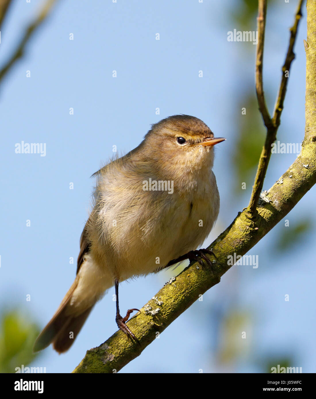Chiffchaff Nest High Resolution Stock Photography and Images - Alamy