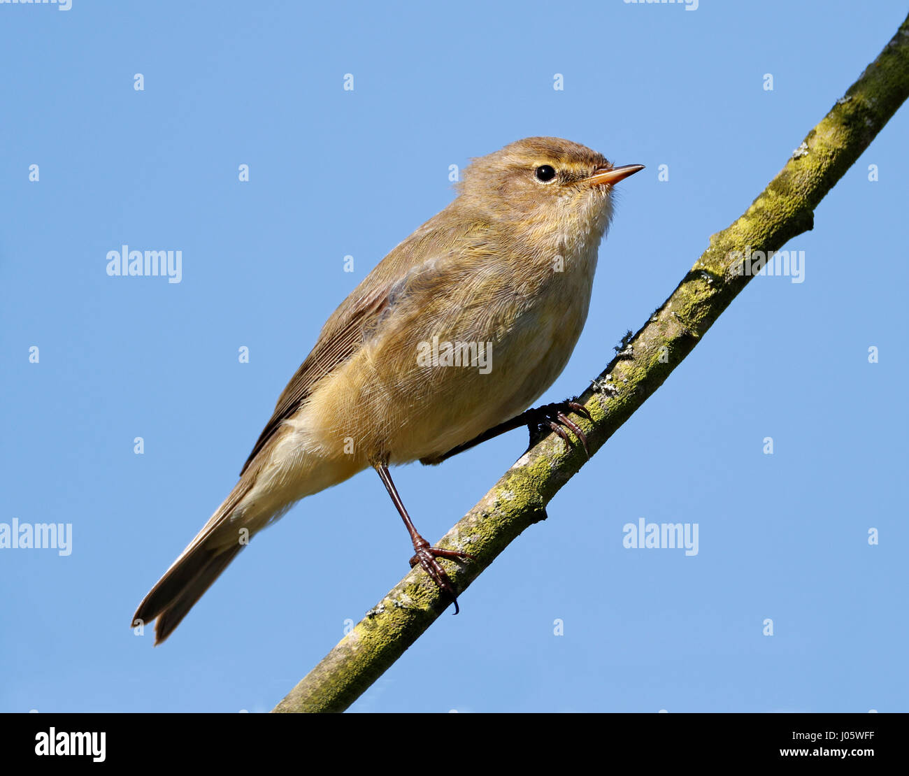Nest of chiffchaff uk hi-res stock photography and images - Alamy