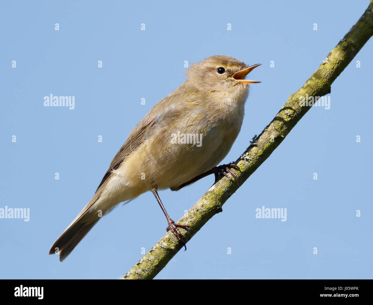 Chiffchaff uk hi-res stock photography and images - Alamy