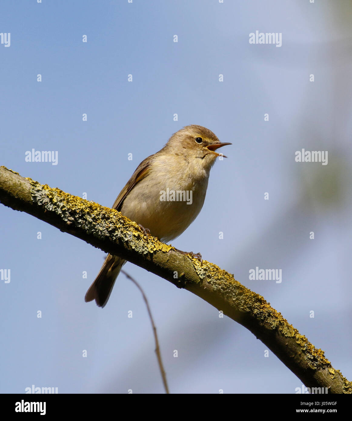 Chiffchaff Nest High Resolution Stock Photography and Images - Alamy