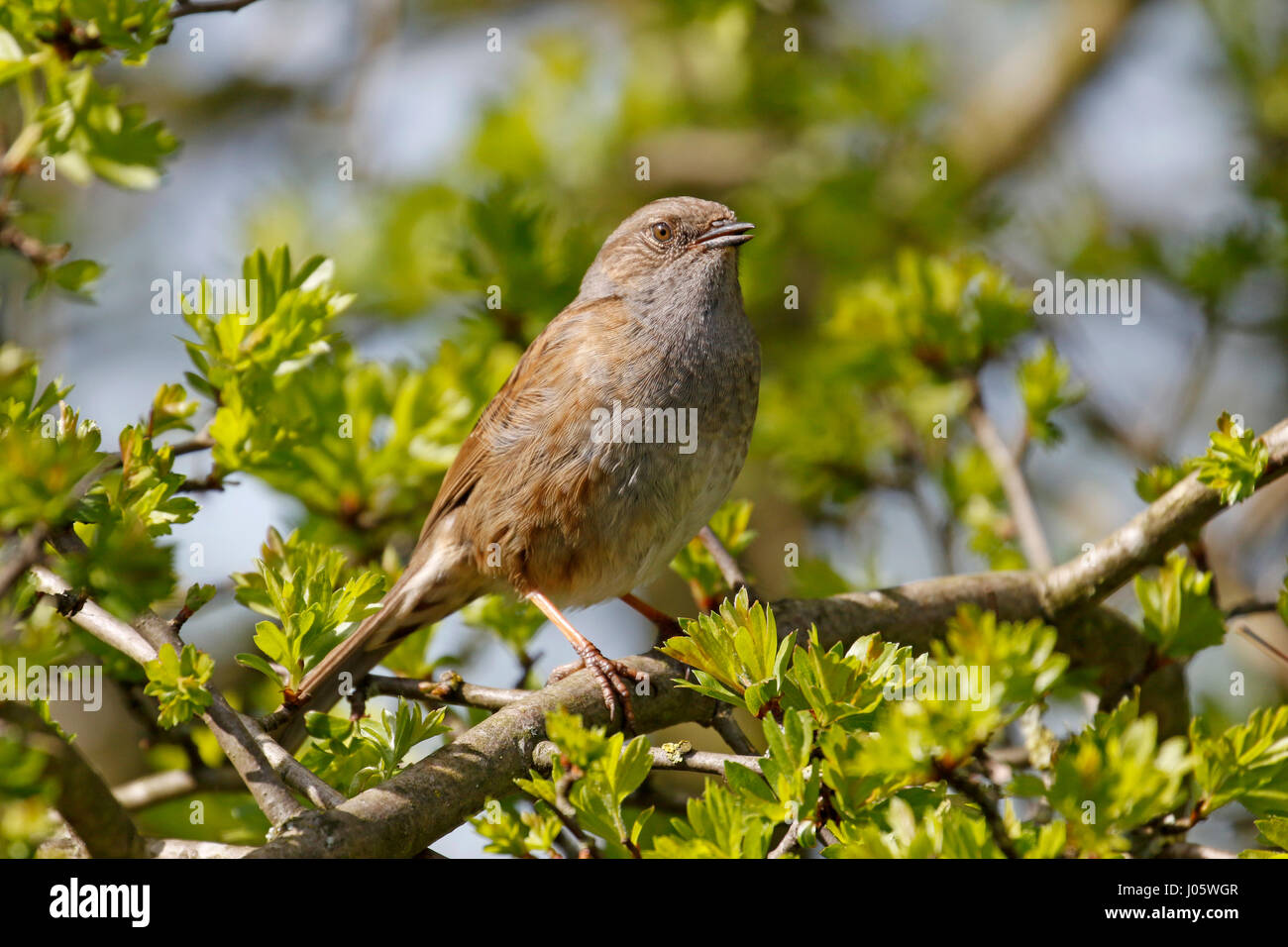 Dunnock (Prunella modularis Stock Photo - Alamy