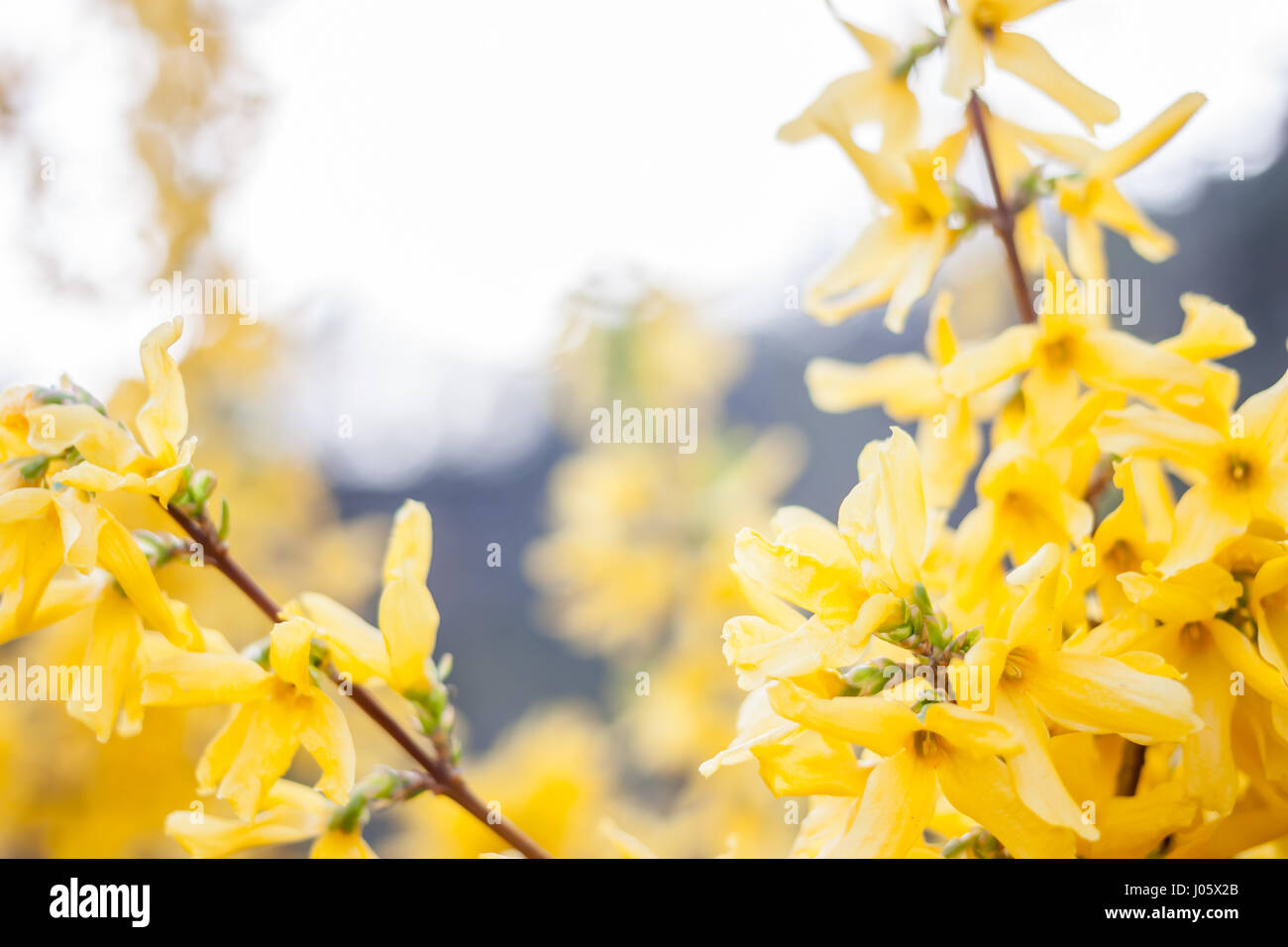 yellow blooming bush Stock Photo - Alamy