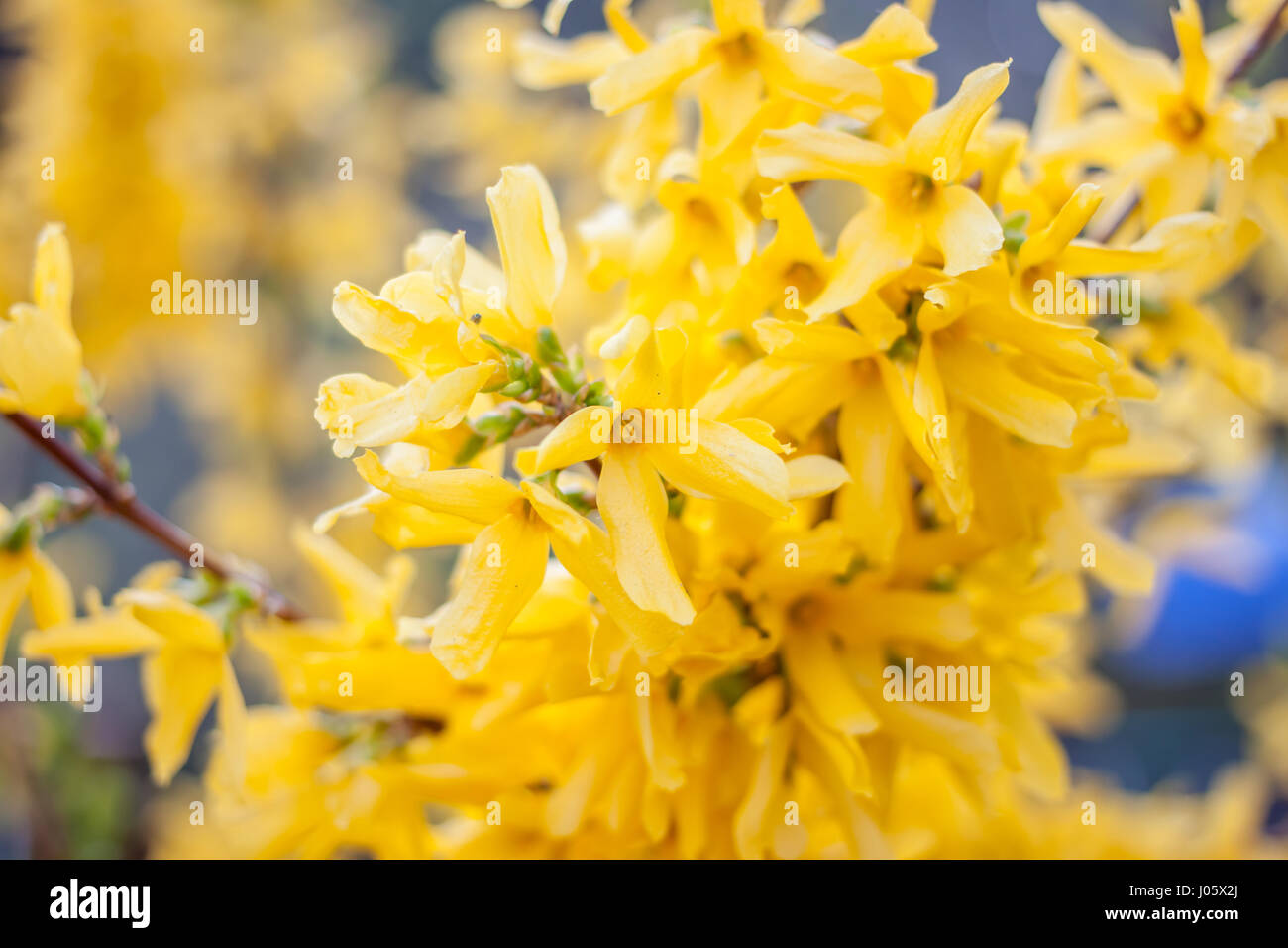 yellow blooming bush Stock Photo - Alamy