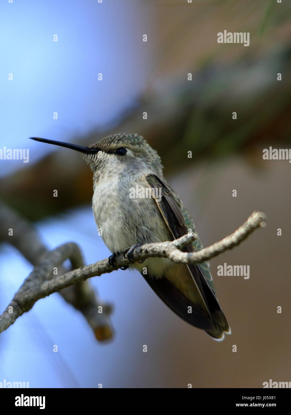 Humming bird on branch closeup Stock Photo - Alamy