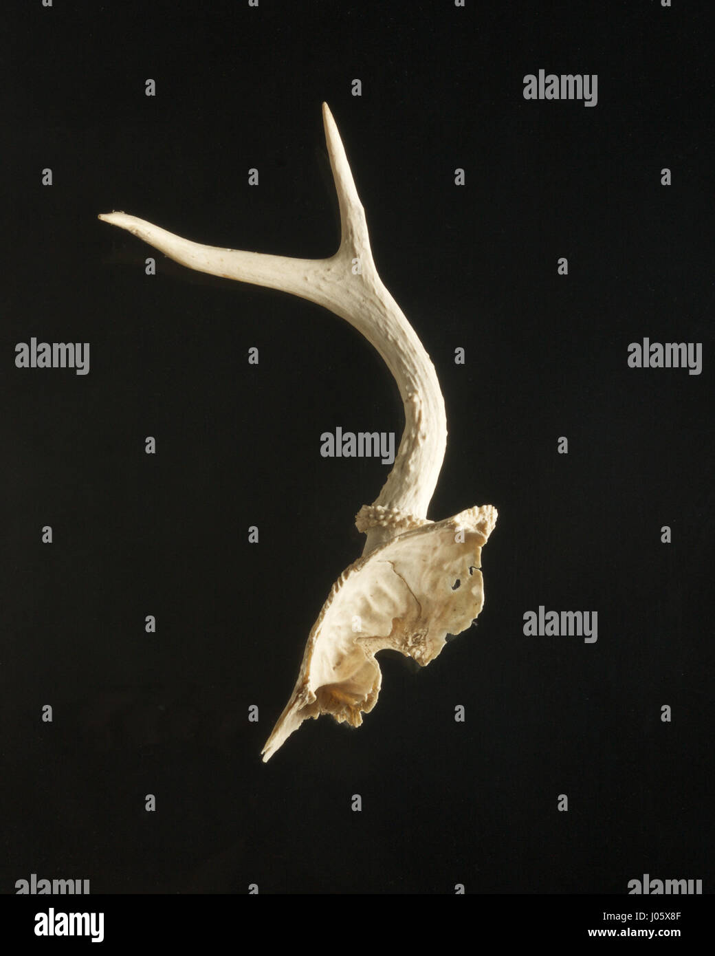 Antler on black background Stock Photo - Alamy