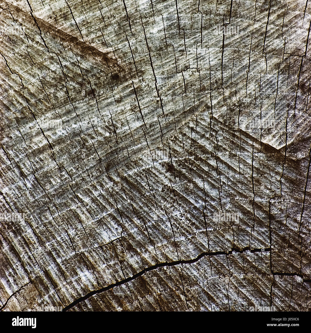 Natural Weathered Grey Tree Stump Cut Texture, Large Detailed Old Aged ...