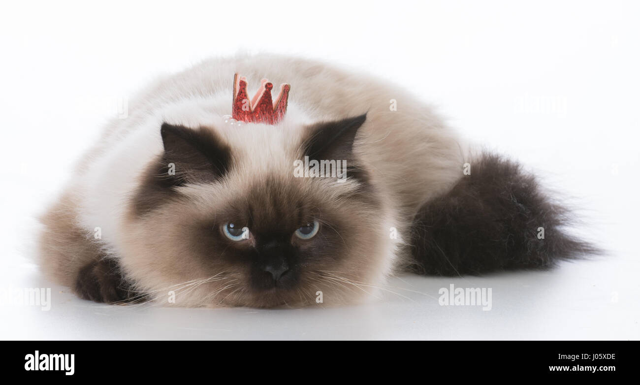 cat wearing tiara on white background Stock Photo - Alamy