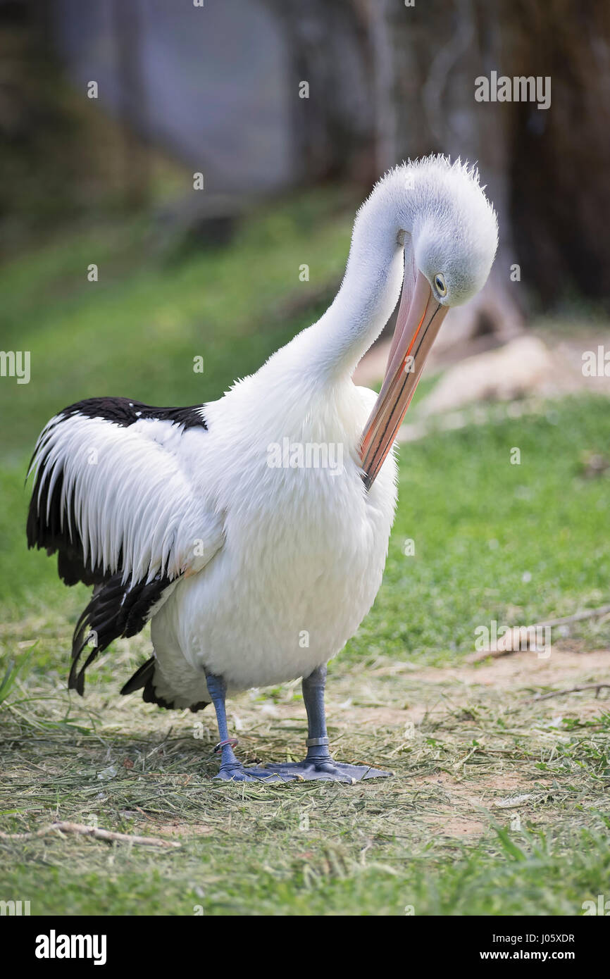Australian pelican preening his wing hi-res stock photography and ...