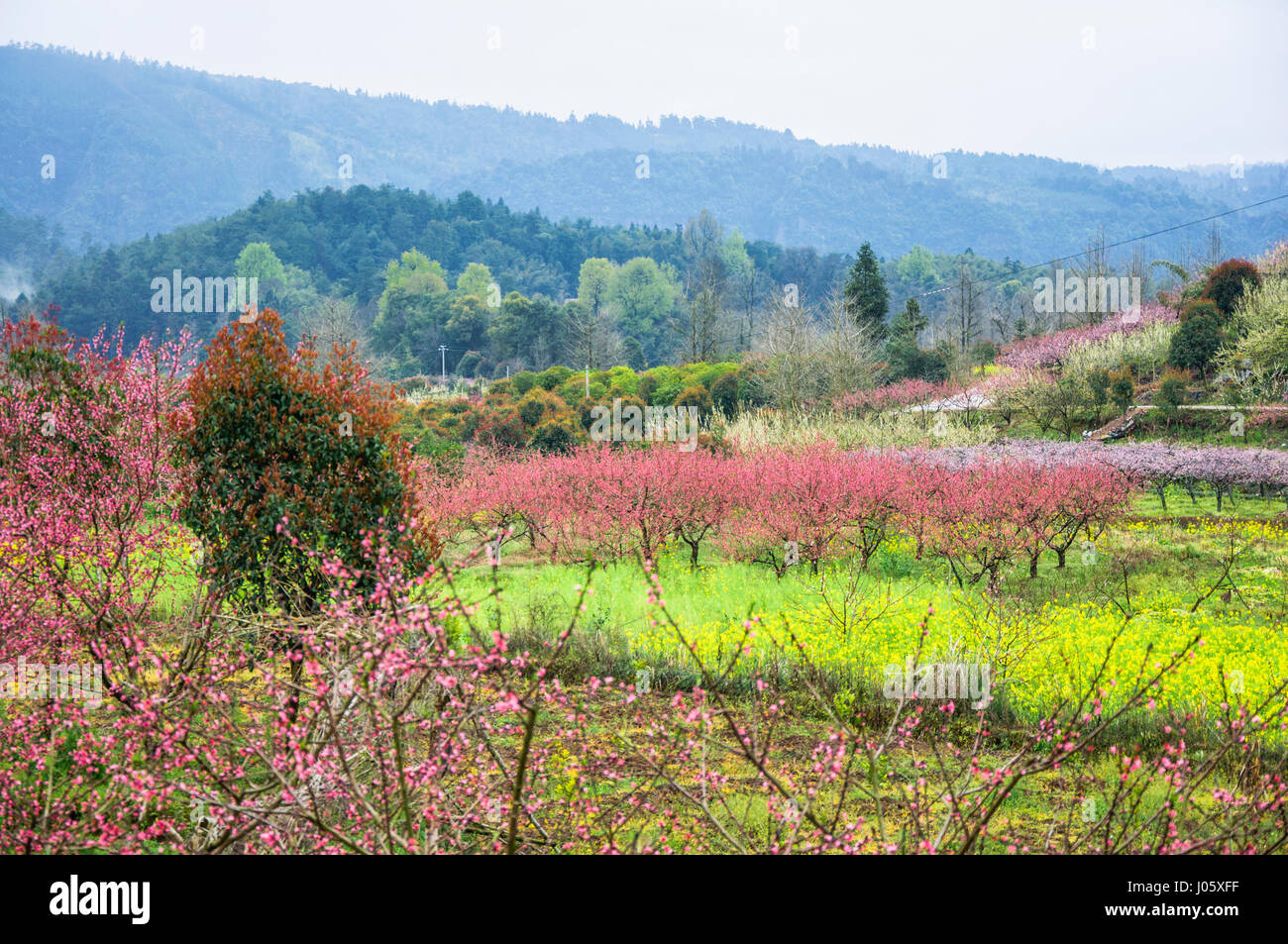Blossoming peach flower fields scenery in spring Stock Photo - Alamy