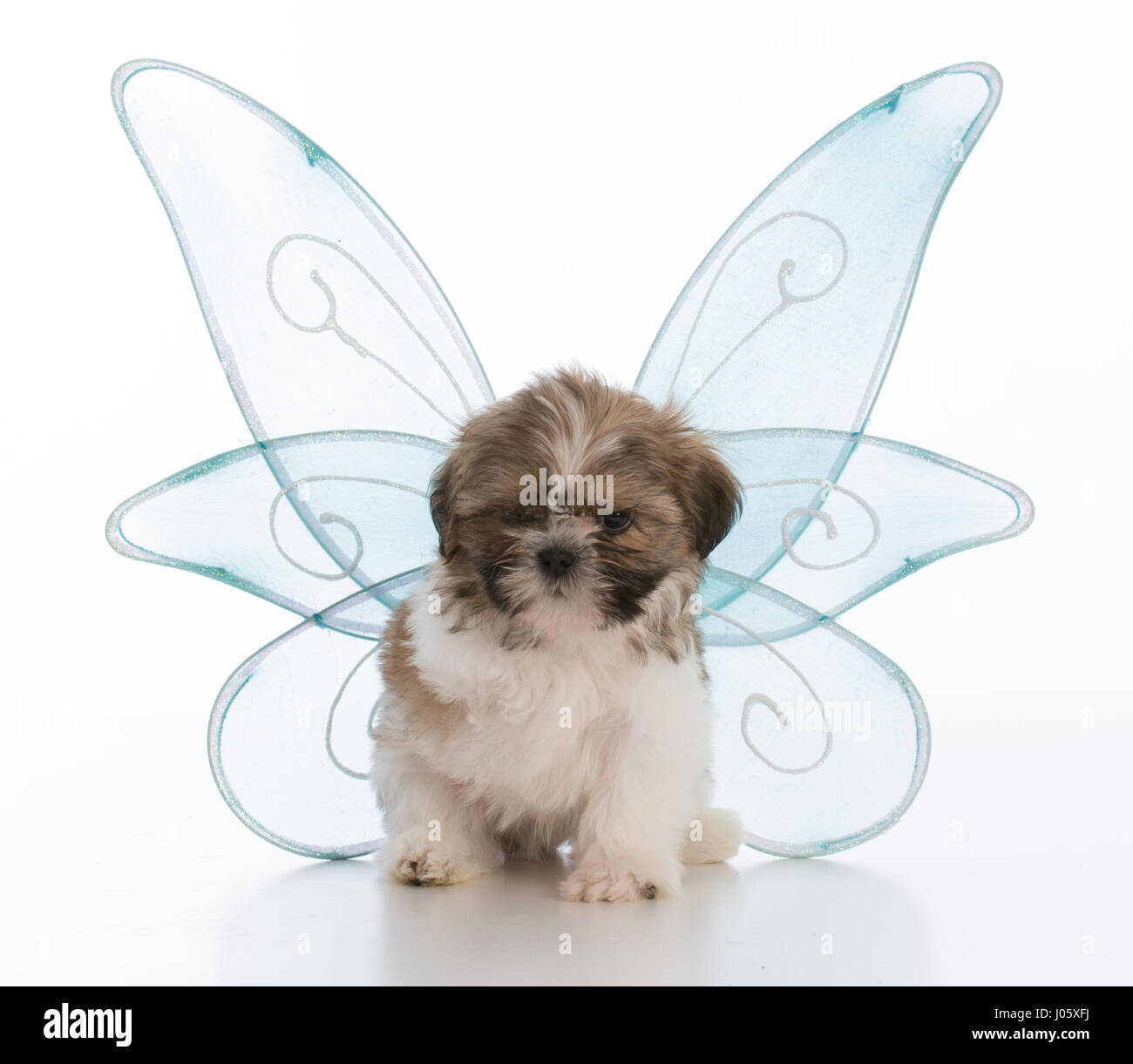 shih tzu puppy with three legs dressed like an angel Stock Photo - Alamy