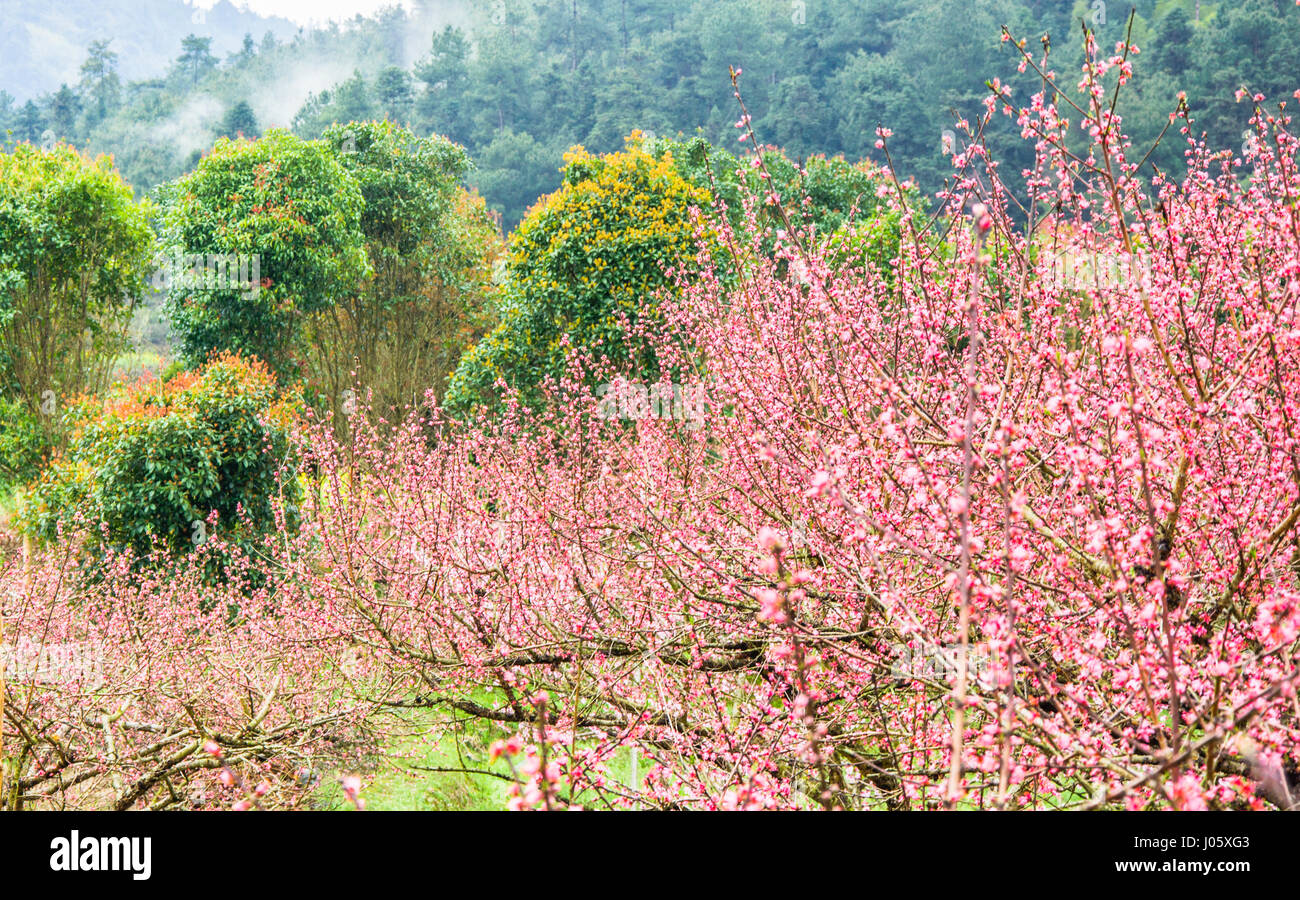 Scenery and apricot flowers hi-res stock photography and images - Alamy