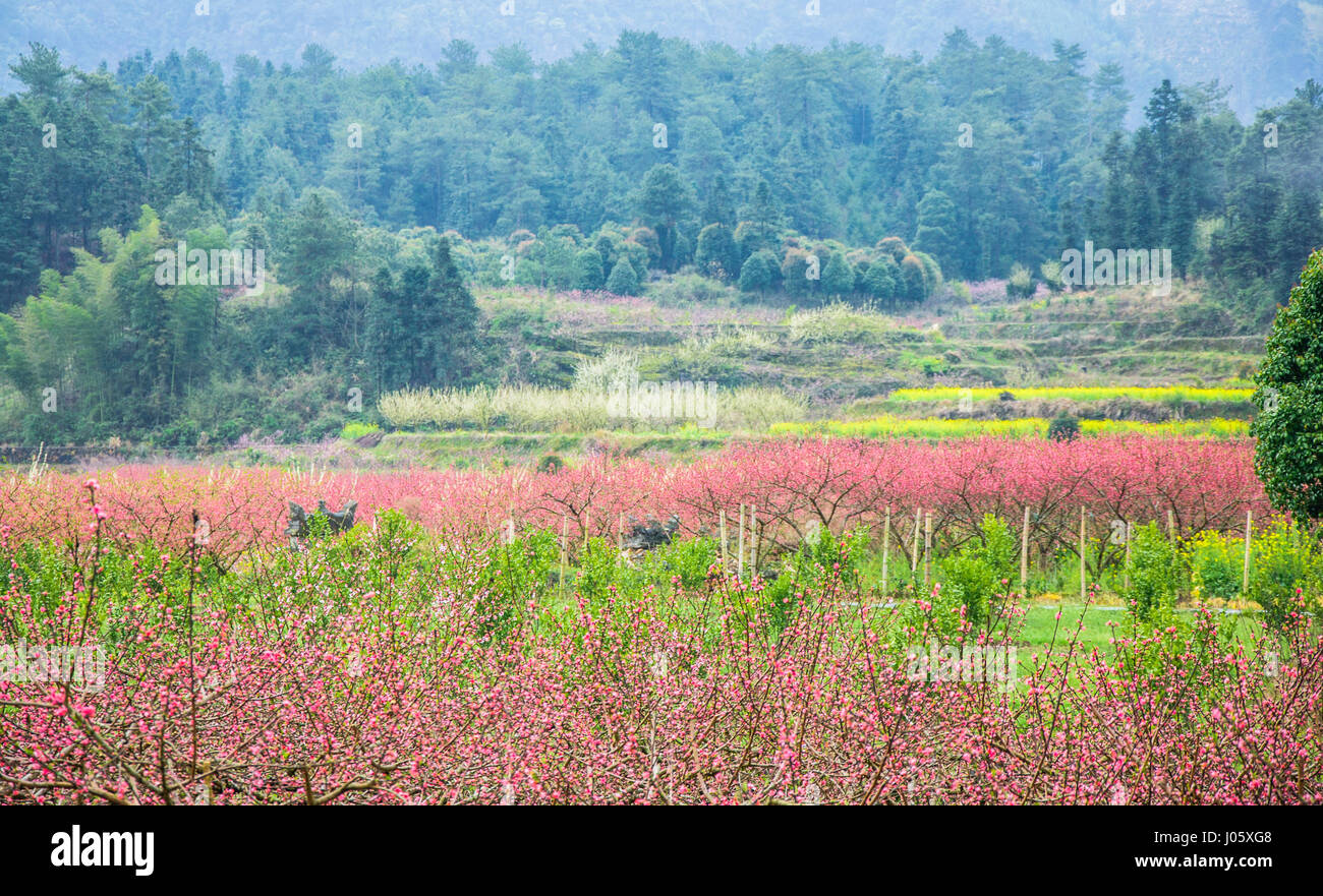 Blossoming peach flower fields scenery in spring Stock Photo - Alamy