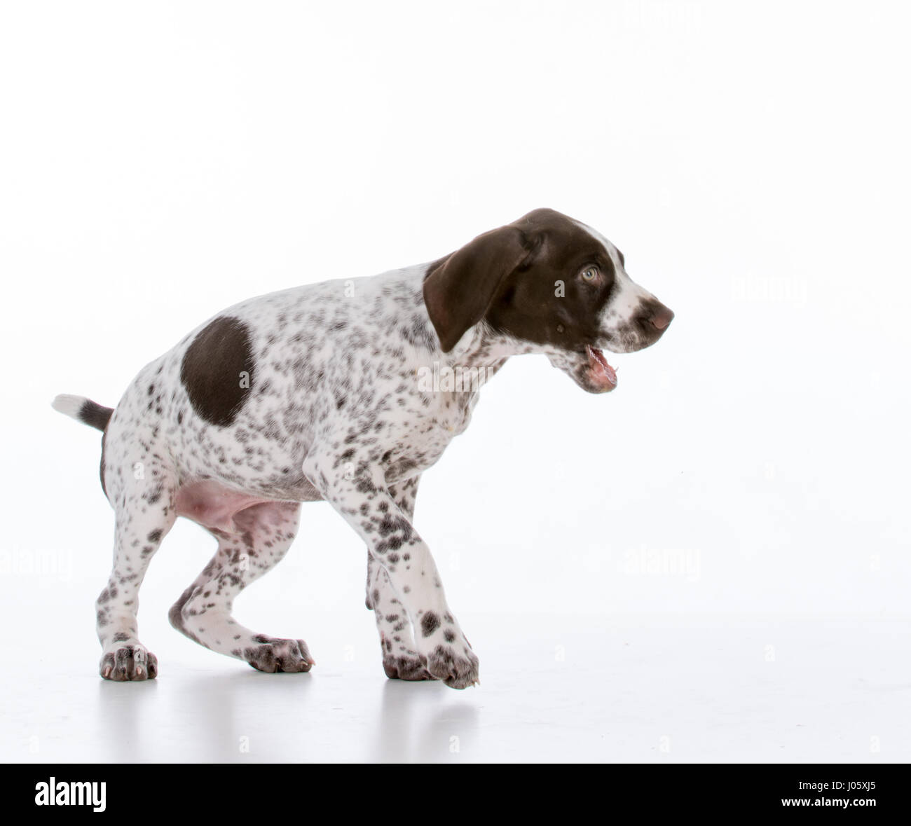 german shorthair pointer puppy on white background Stock Photo - Alamy