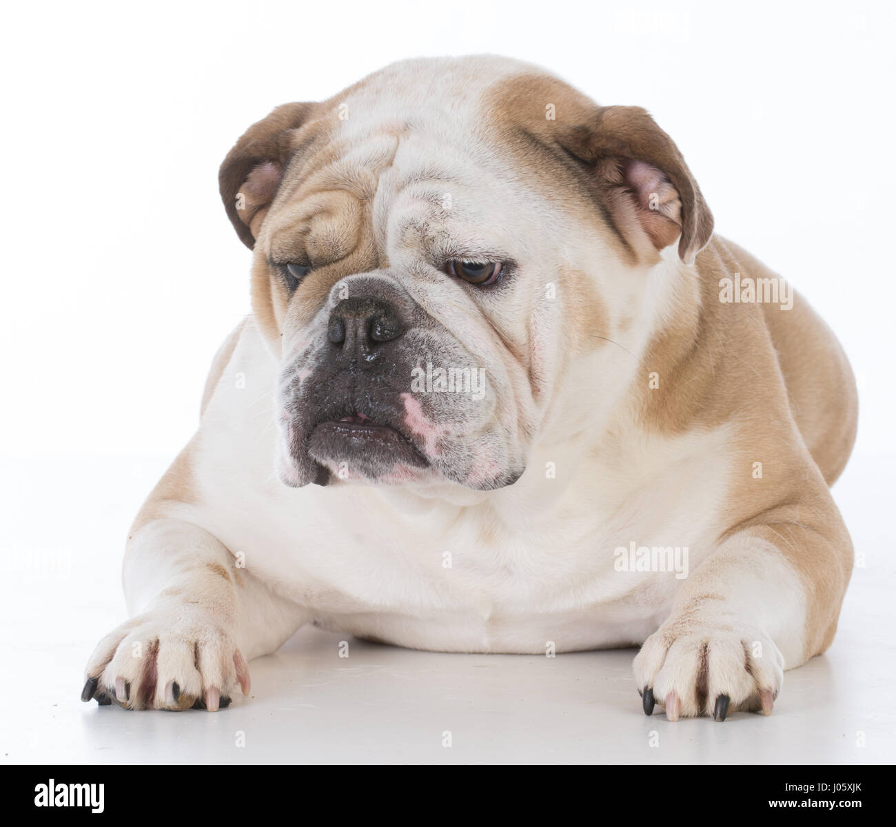 bulldog laying down with silly expression Stock Photo - Alamy