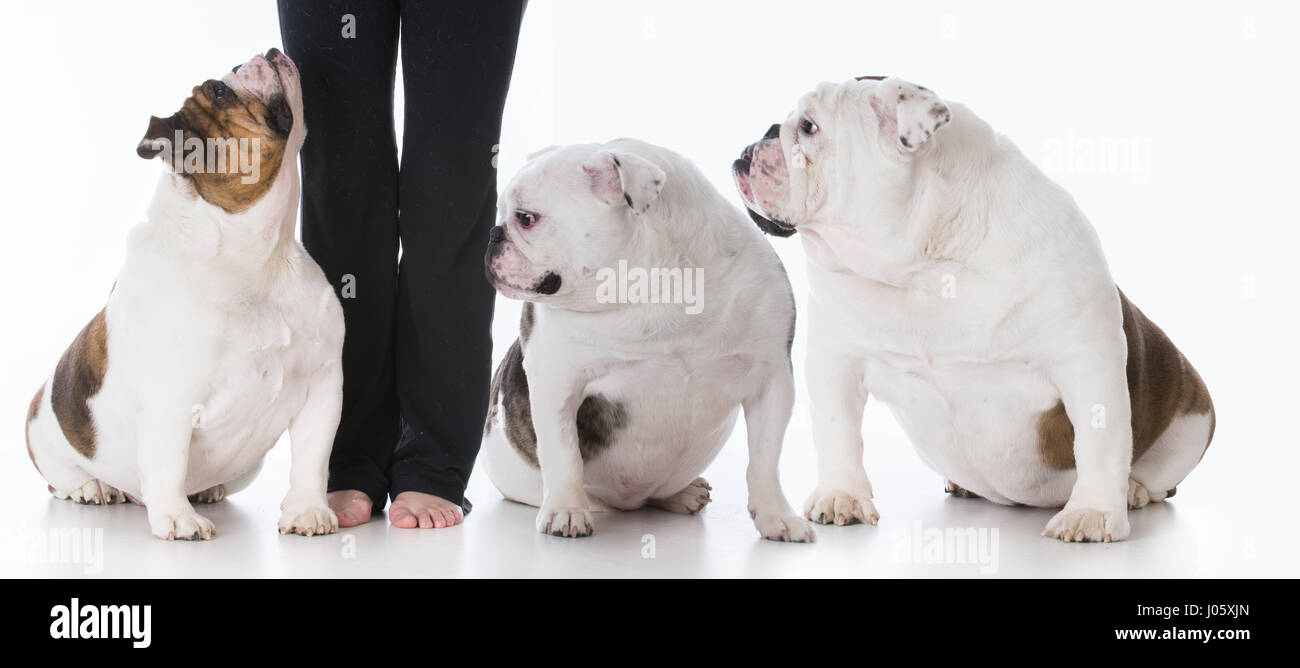 owner with three dogs at her feet on white background Stock Photo - Alamy