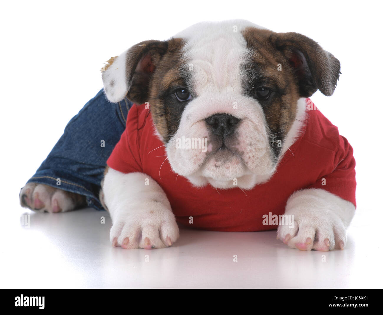 cute bulldog puppy wearing jeans and red shirt Stock Photo - Alamy