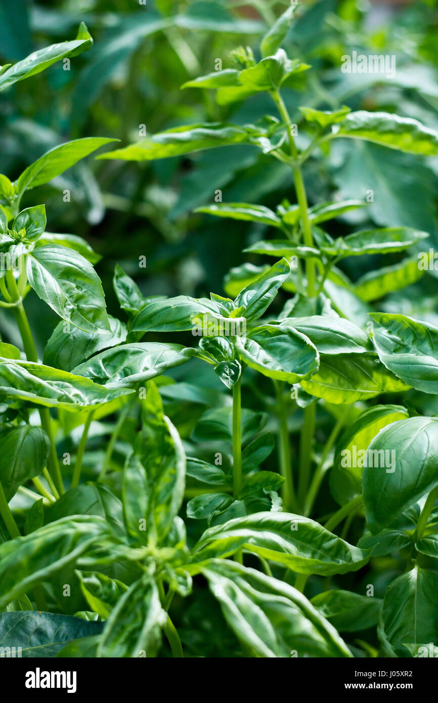 Italian greenhouse hi-res stock photography and images - Alamy
