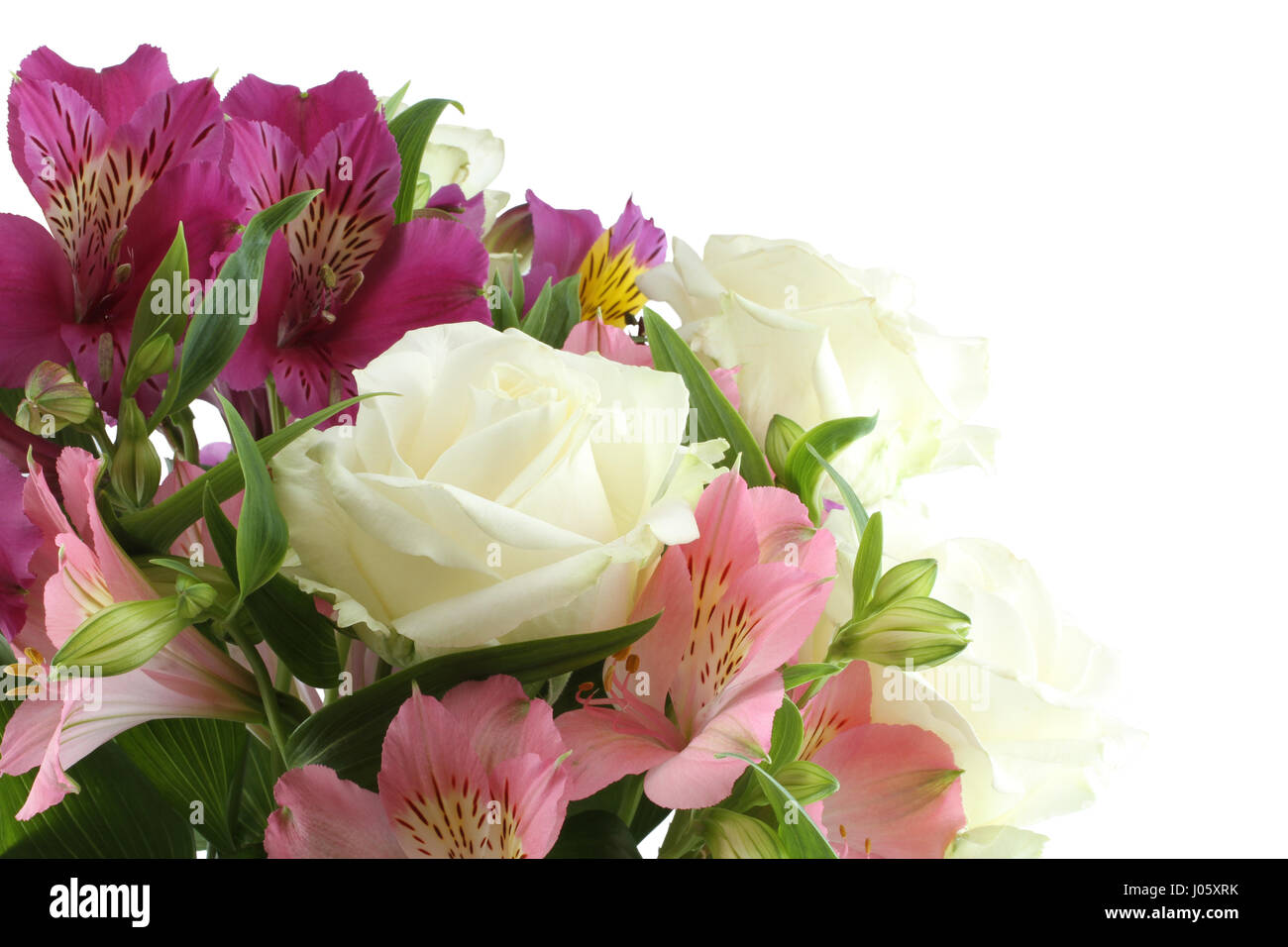 Big white roses hi-res stock photography and images - Alamy