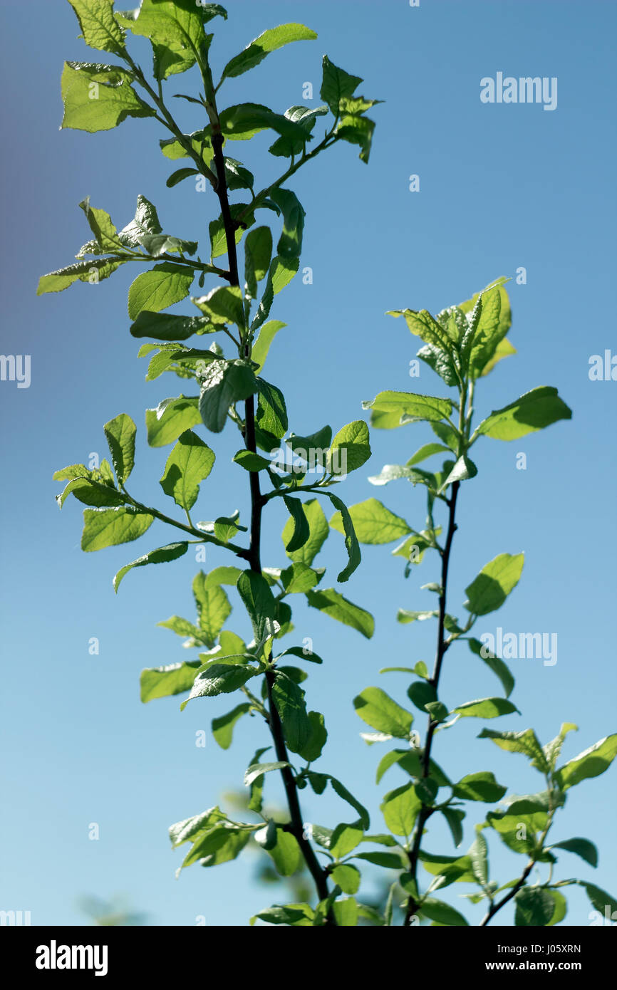 Columnar Apple Tree Stock Photo Alamy columnar-apple-tree-stock-photo-alamy