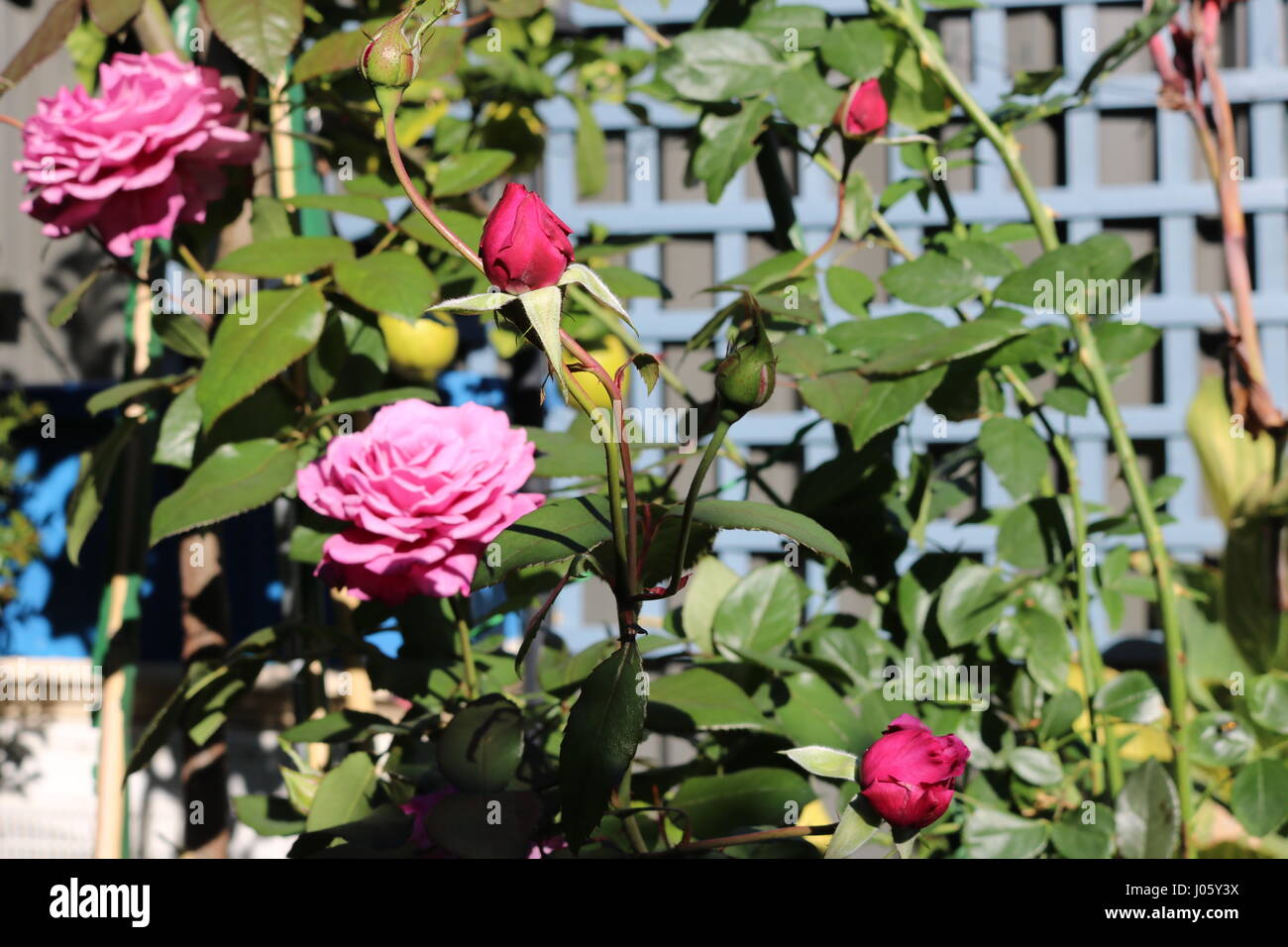 "Rose Bush" "Simply Marvellous" "Floribunda" "Flowers and Buds Stock ...
