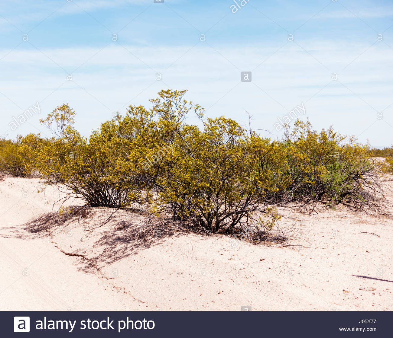 Greasewood High Resolution Stock Photography and Images - Alamy