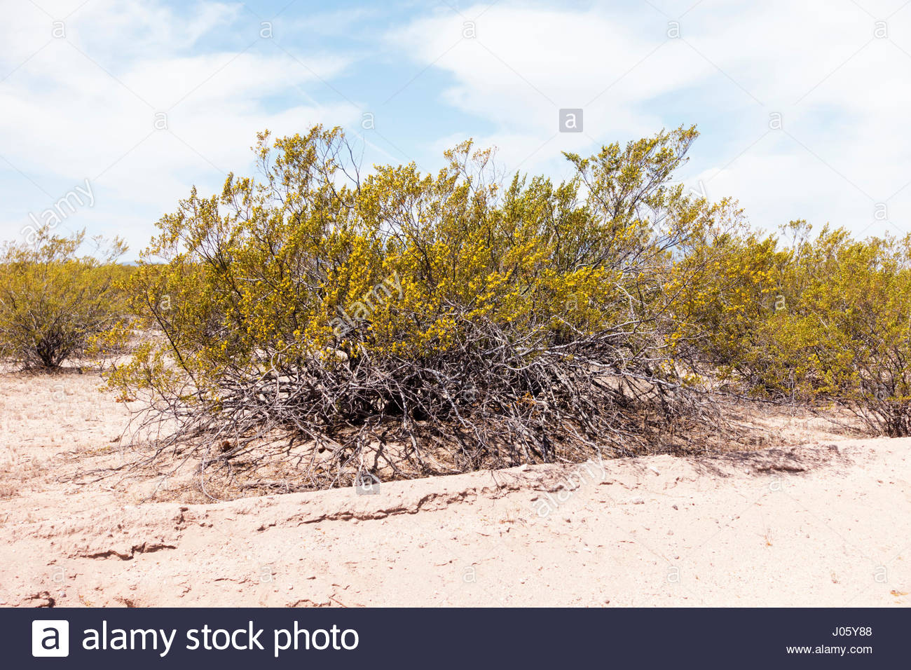 Greasewood High Resolution Stock Photography and Images - Alamy