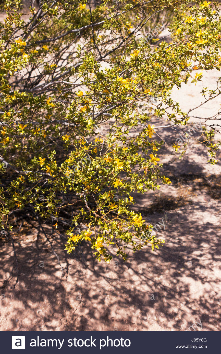 Creosote Bush Larrea Tridentata Chaparral High Resolution Stock ...
