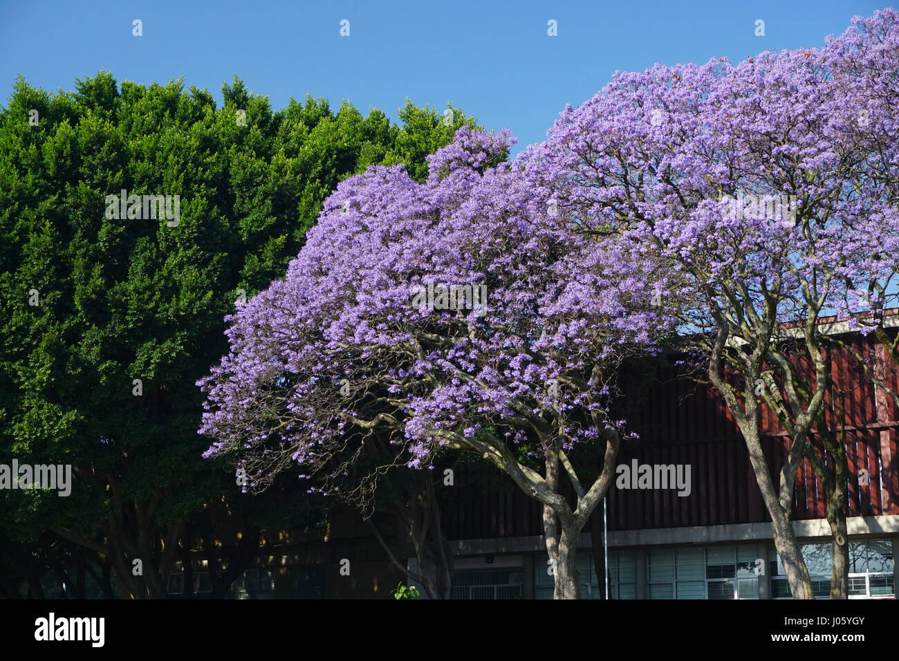 Jacaranda tree in bloom in spring, Mexico City, Mexico Stock Photo - Alamy