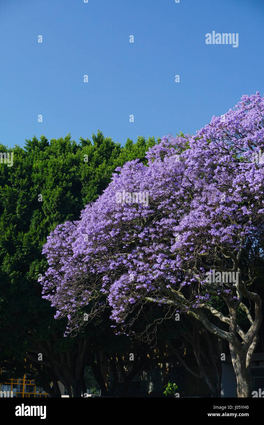Jacaranda tree in bloom hi-res stock photography and images - Alamy