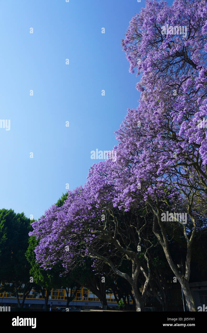 Jacaranda tree in bloom in spring, Mexico City, Mexico Stock Photo - Alamy