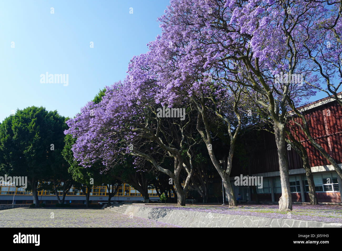 Jacaranda tree in bloom in spring, Mexico City, Mexico Stock Photo - Alamy